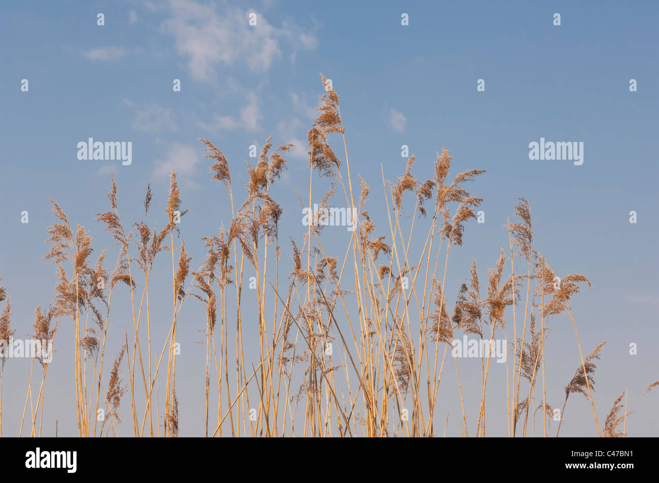 English reeds hi-res stock photography and images - Alamy