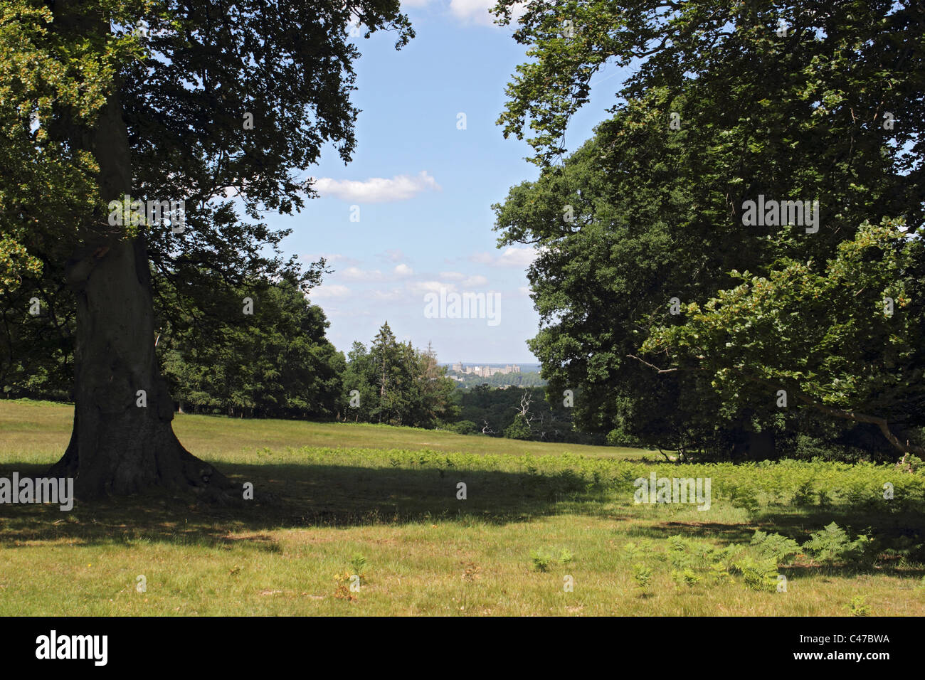 Windsor great park tree oak hi-res stock photography and images - Alamy