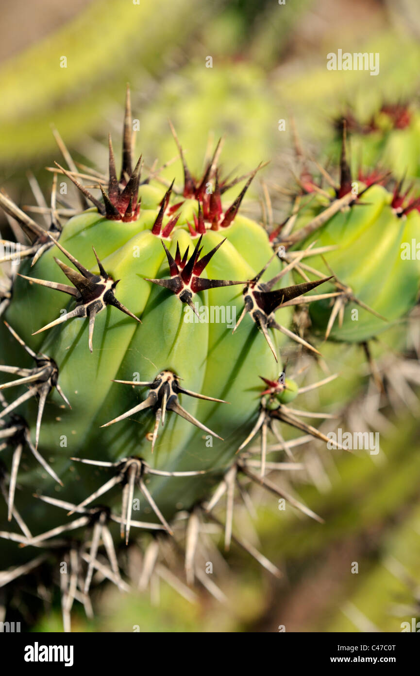 Cacti thorns hi-res stock photography and images - Alamy