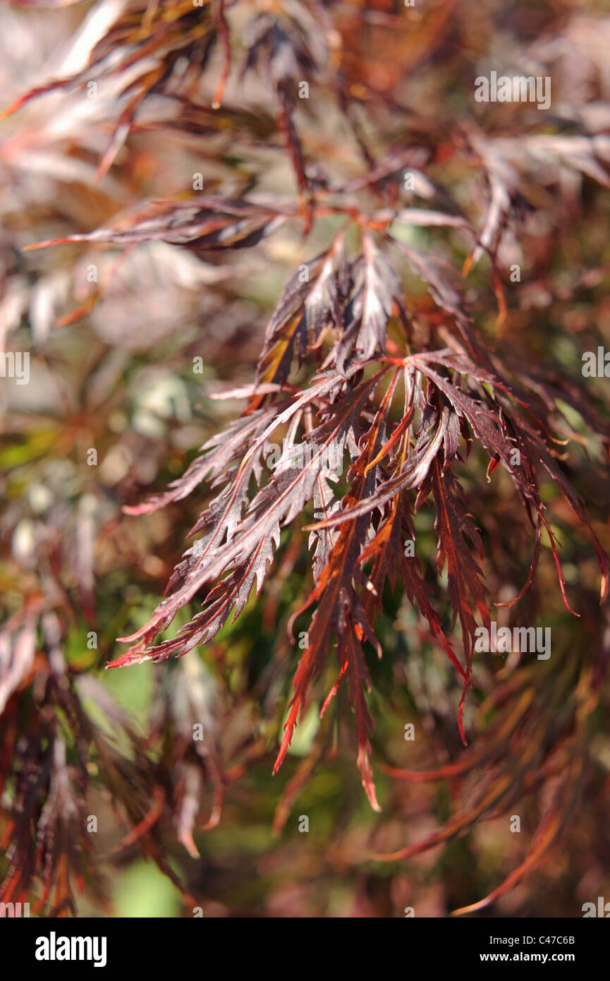Vivid red leaves of a small Acer tree or maple in British garden Stock ...