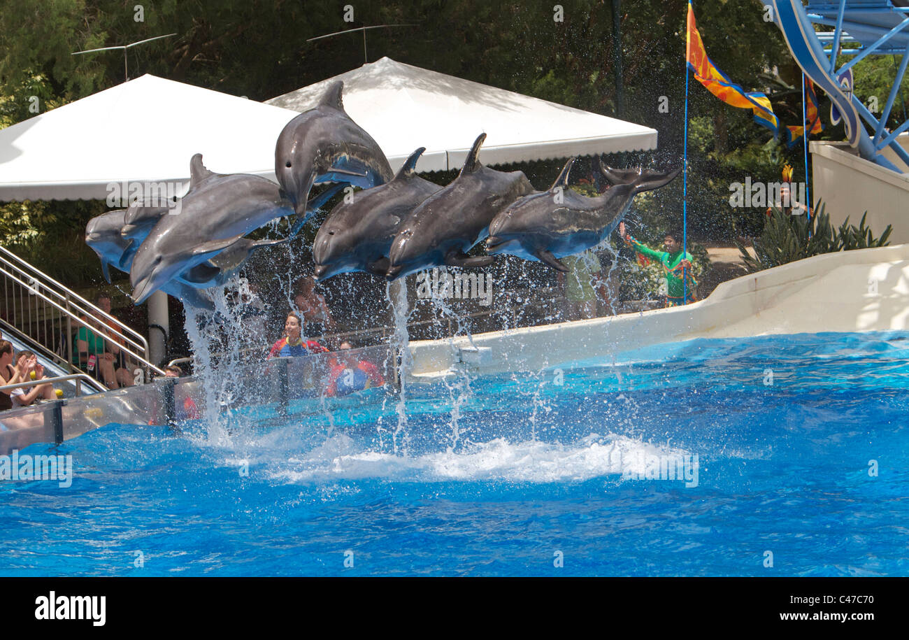 Flying fish orlando hi-res stock photography and images - Alamy