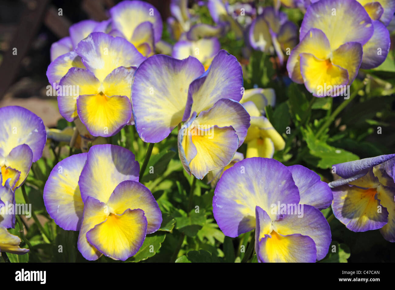 Britain in bloom planting hi-res stock photography and images - Alamy