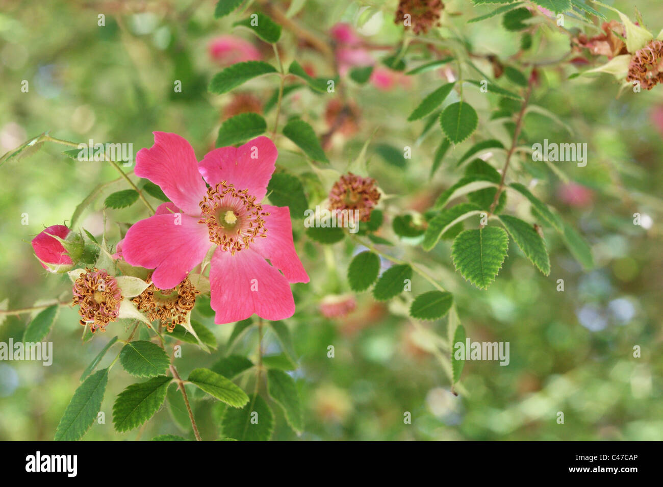 Wild rose, Dog rose, Rosa canina Stock Photo - Alamy