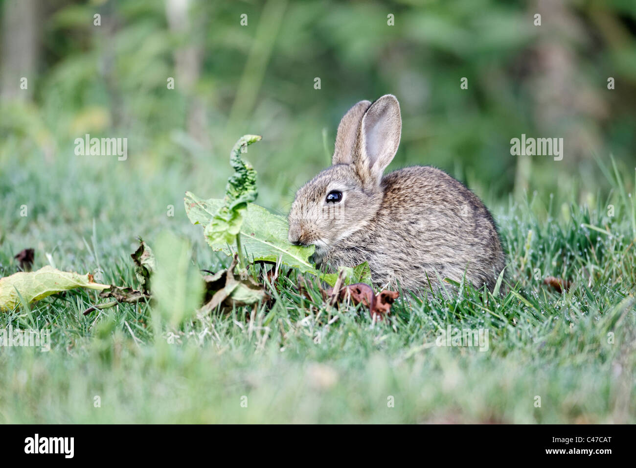 Rabbit, Oryctolagus cuniculus, single young animal on grass, Midlands ...