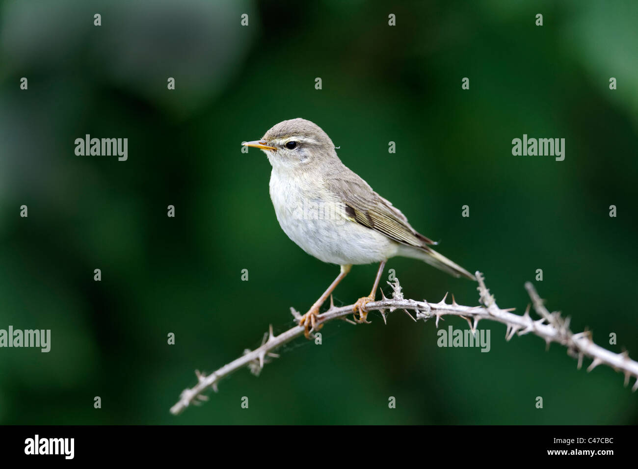 Willow warbler, Phylloscopus trochilus, single bird on branch ...