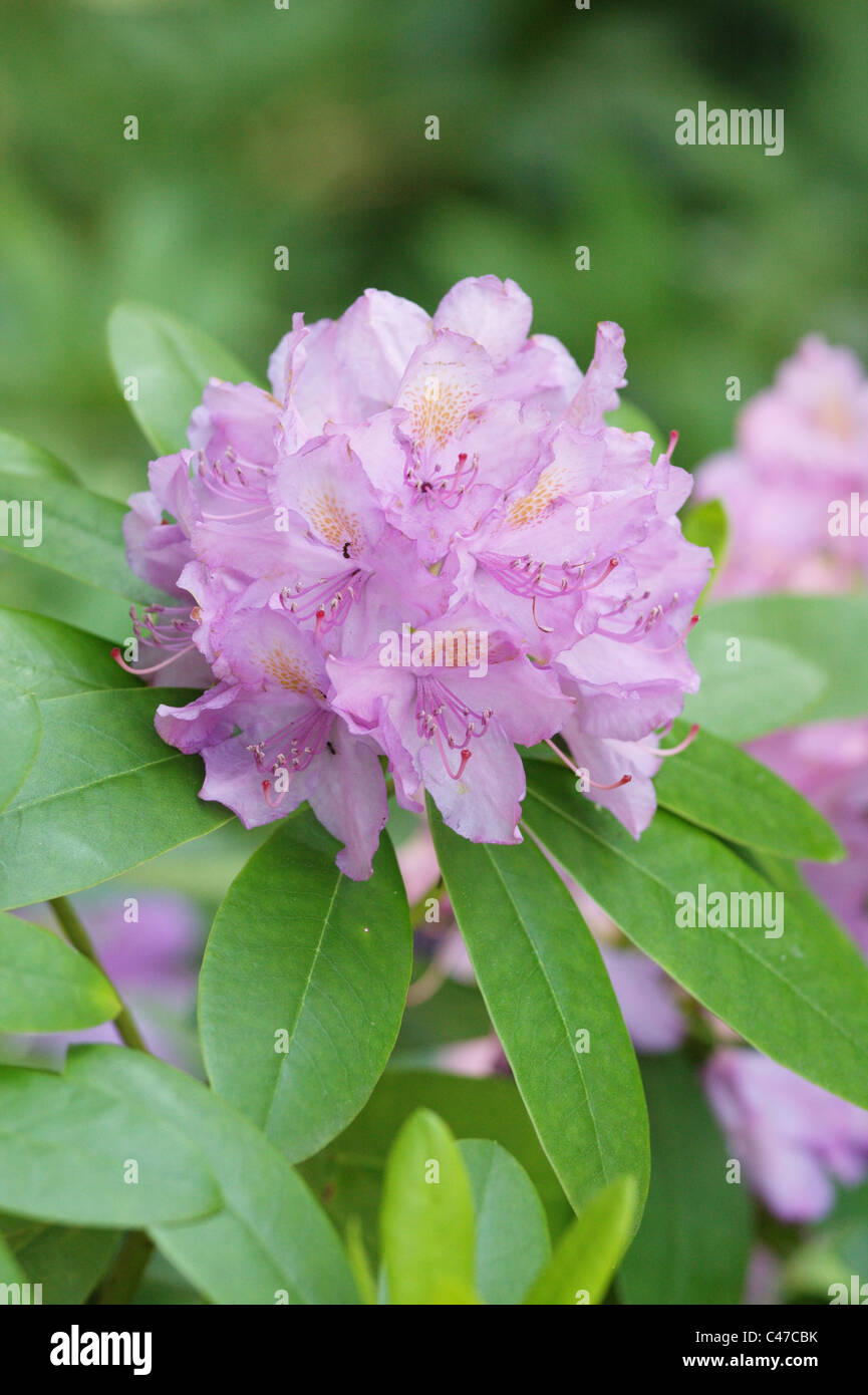 Purple rhododendron flower Stock Photo - Alamy