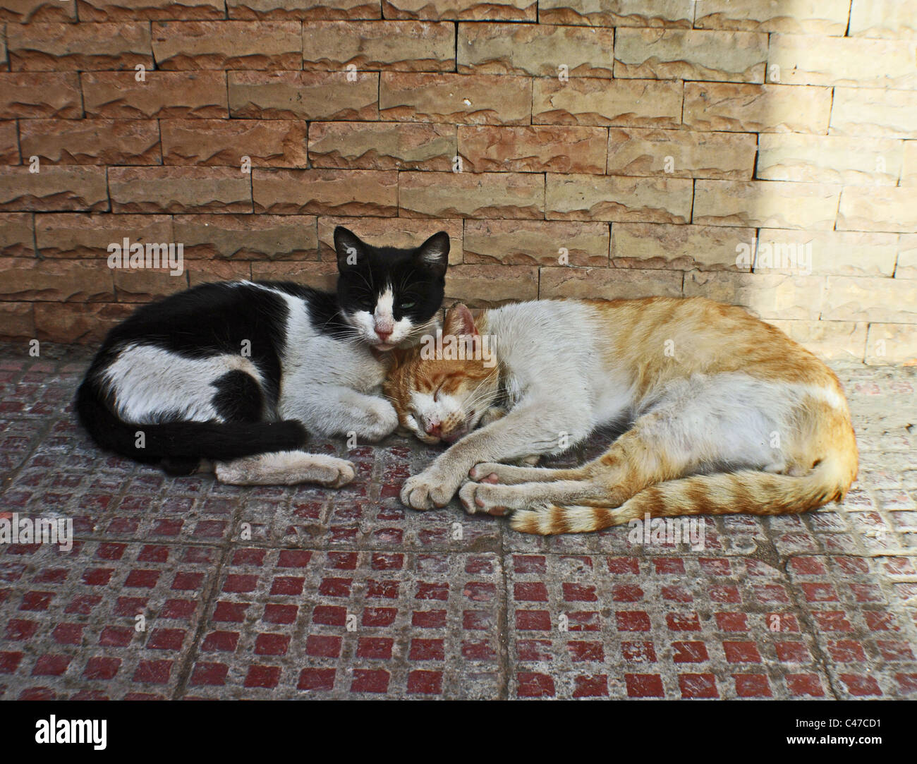 Top cats hi-res stock photography and images - Alamy