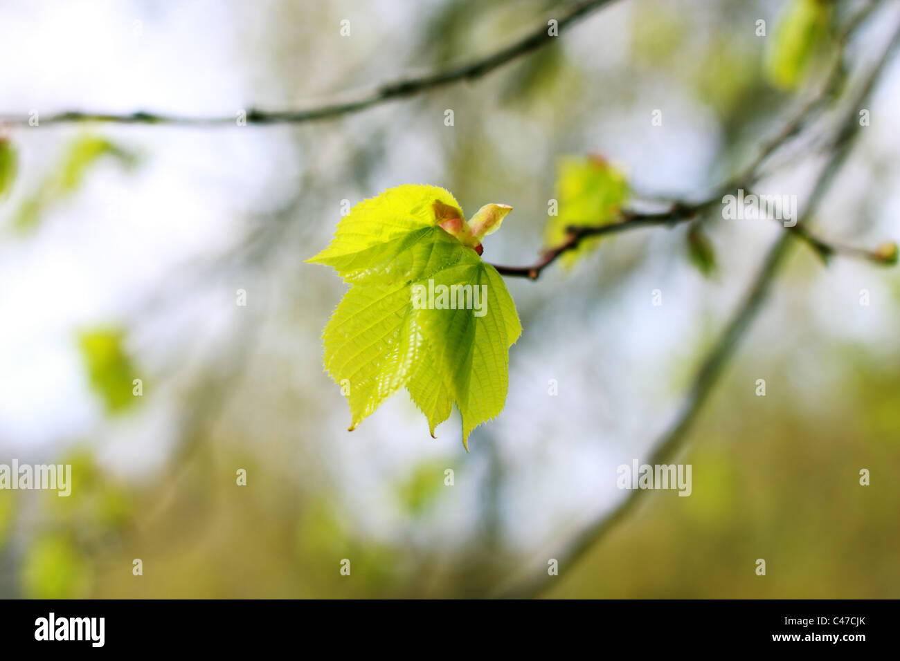 Linden tree tilia sp tree hi-res stock photography and images - Alamy