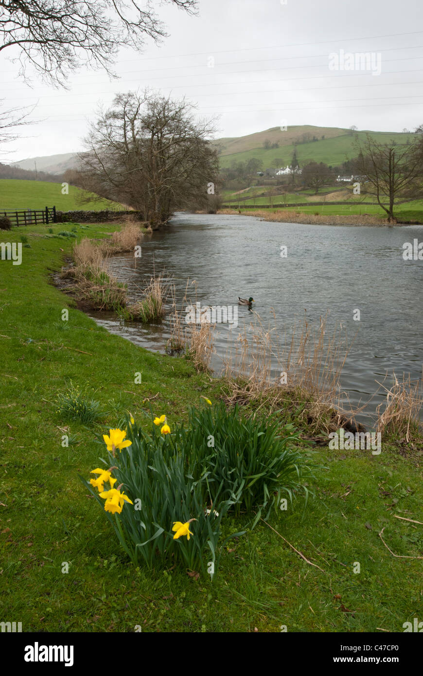 The River Kent, near Staveley, Cumbria Stock Photo - Alamy