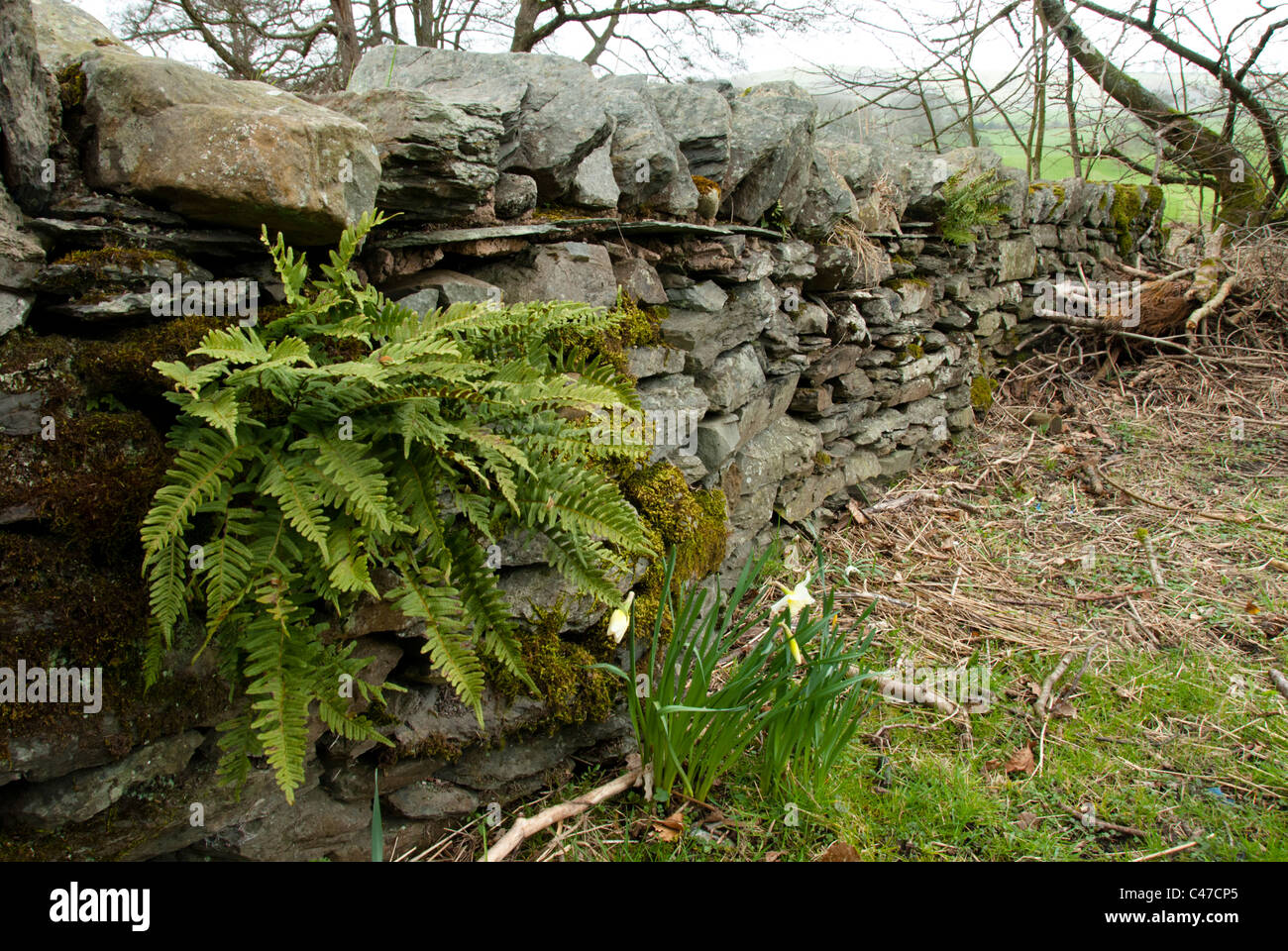 Dry Stone Wall with Fern Stock Photo - Alamy