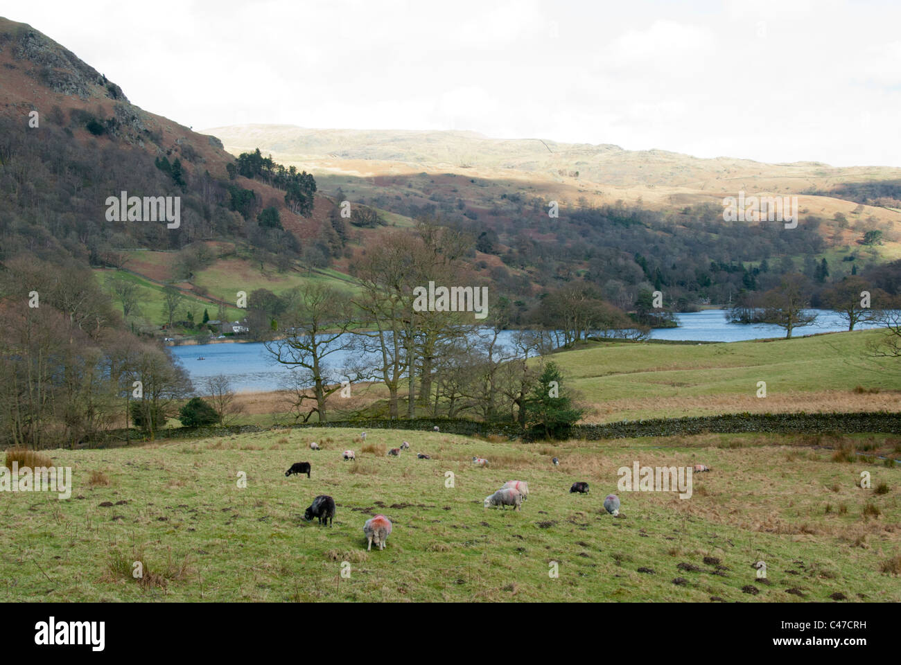 View over Rydal Water, Cumbria Stock Photo - Alamy