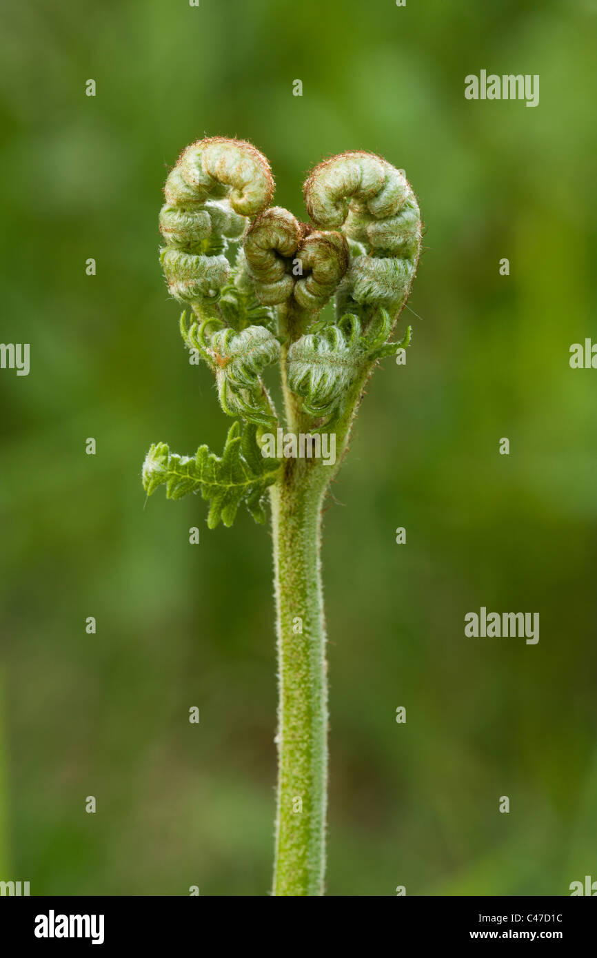 Bracken (Pteridium aquilium) leaves unfurling Stock Photo - Alamy