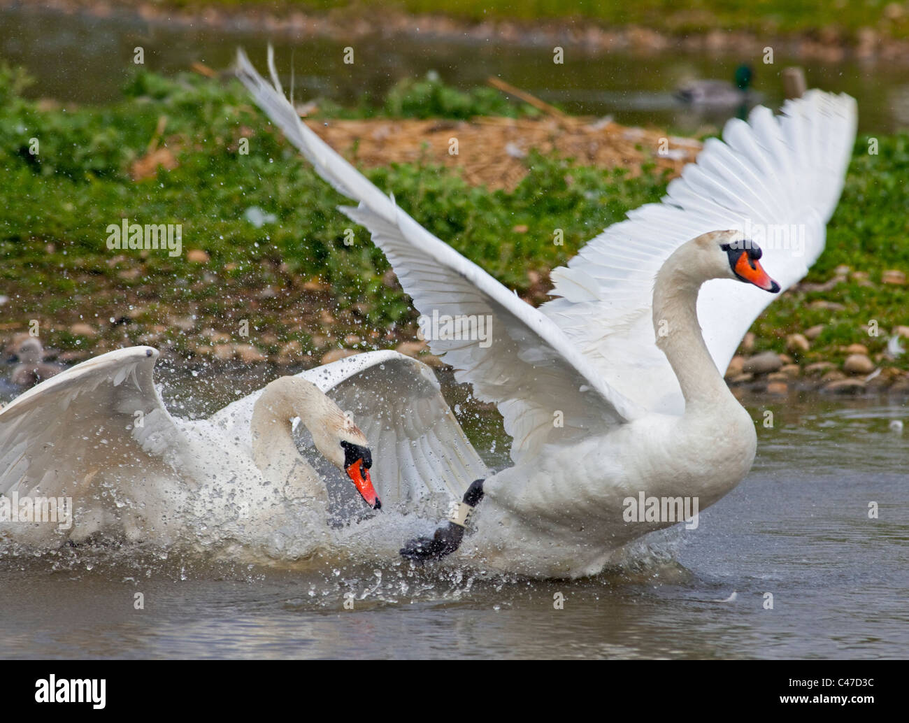 Breeding pair of mute swans hi-res stock photography and images - Alamy