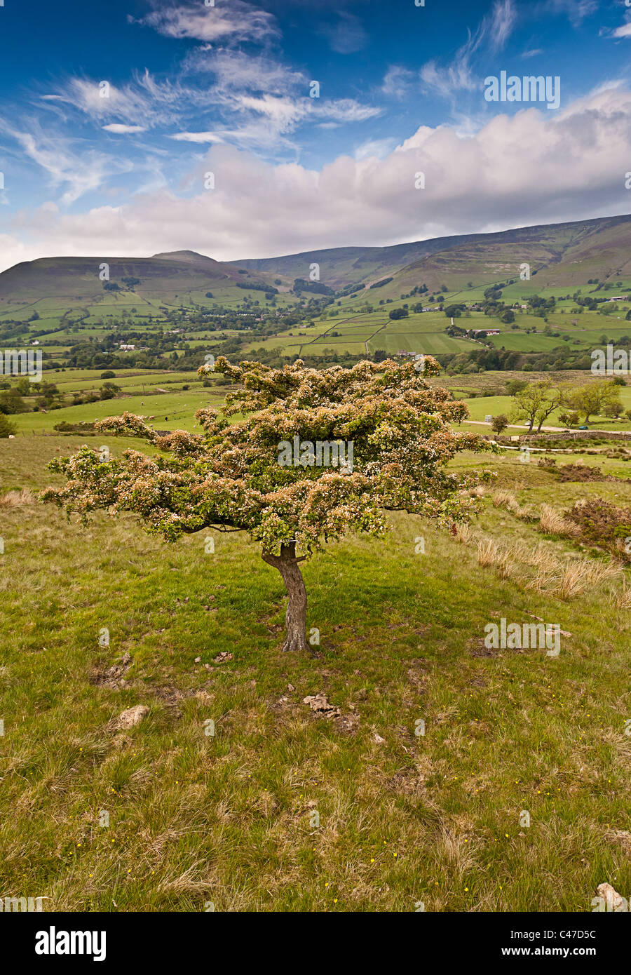 Lone tree in a scenic landscape Stock Photo - Alamy