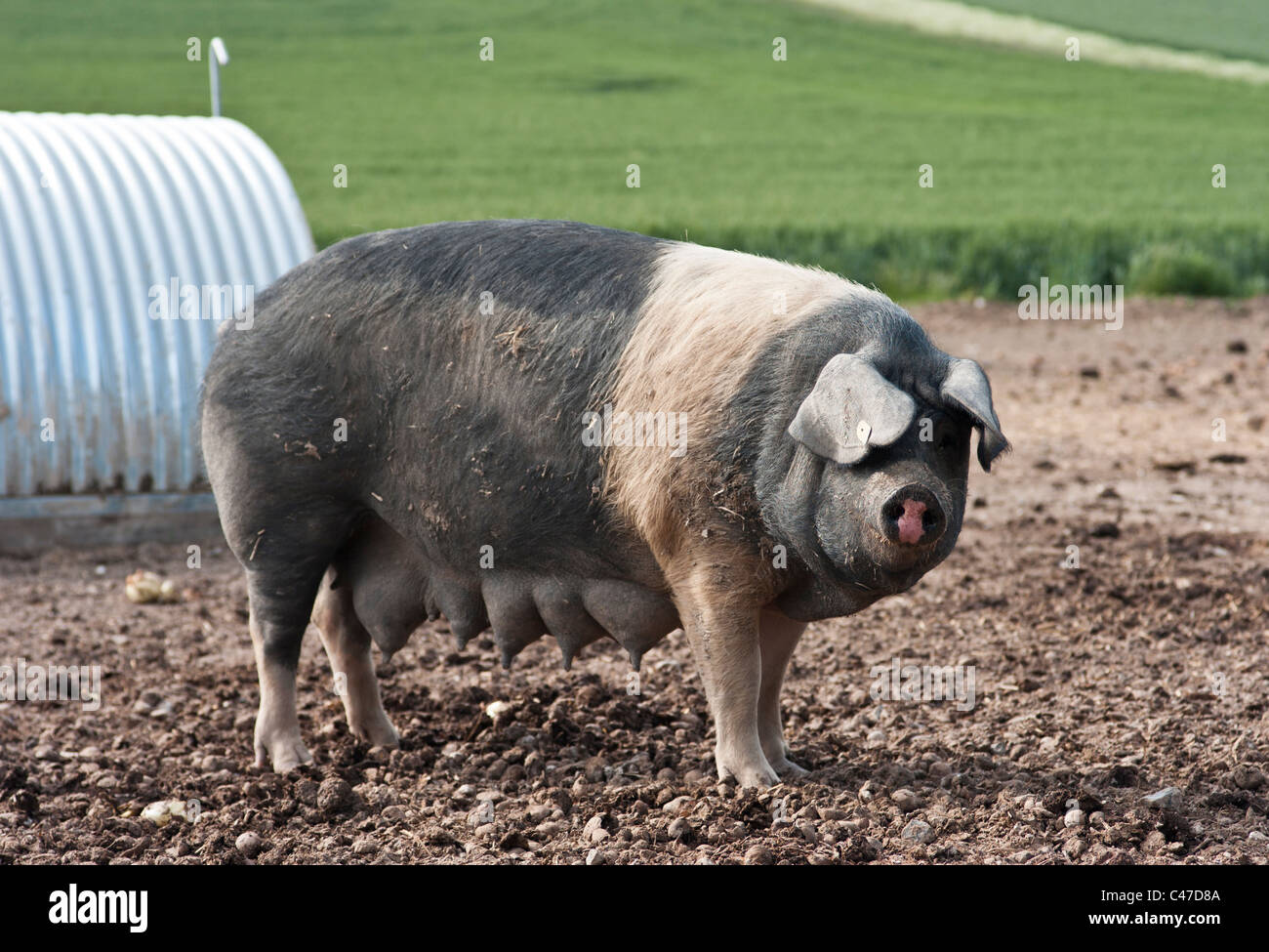 British saddleback pig hi-res stock photography and images - Alamy