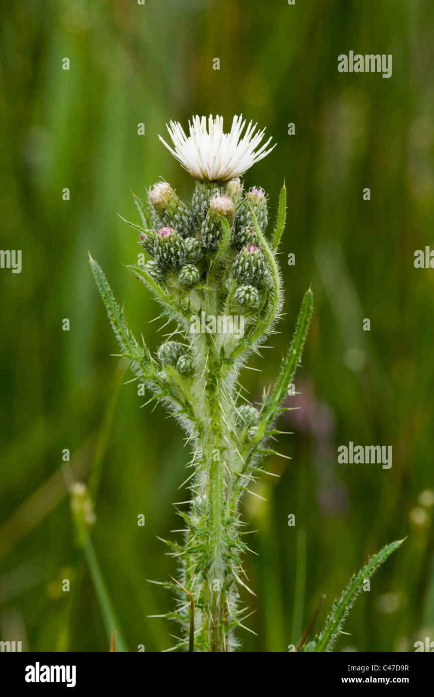 Slender thistle hi-res stock photography and images - Alamy