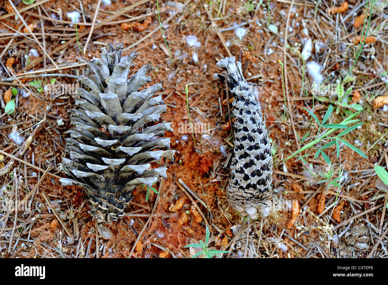 Stripped cones hi-res stock photography and images - Alamy