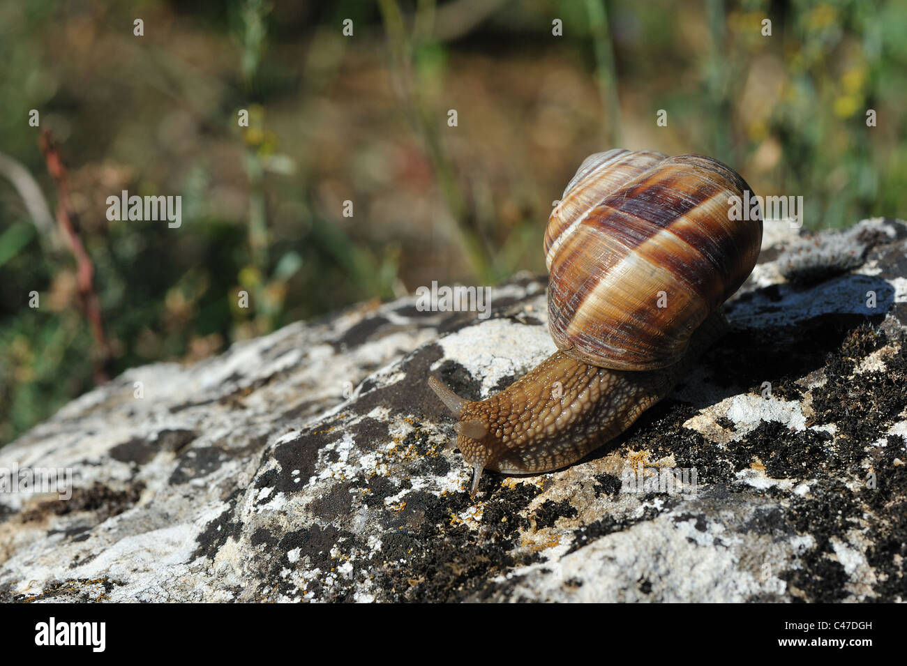 Brown garden snail helix aspersa hi-res stock photography and images ...