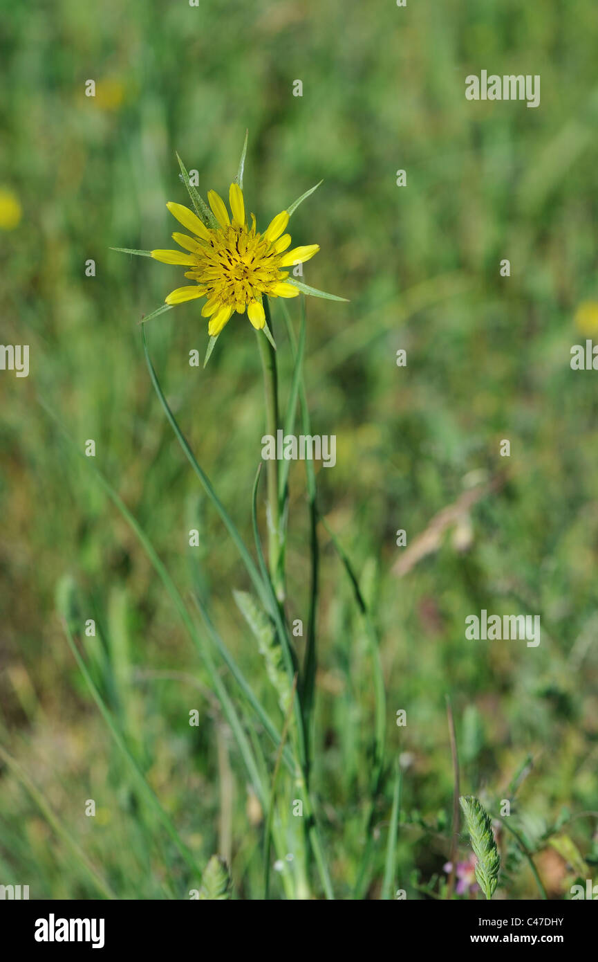 Meadow Salsify - Showy Goat's-beard - Yellow goat's-beard - Jack-go-to ...