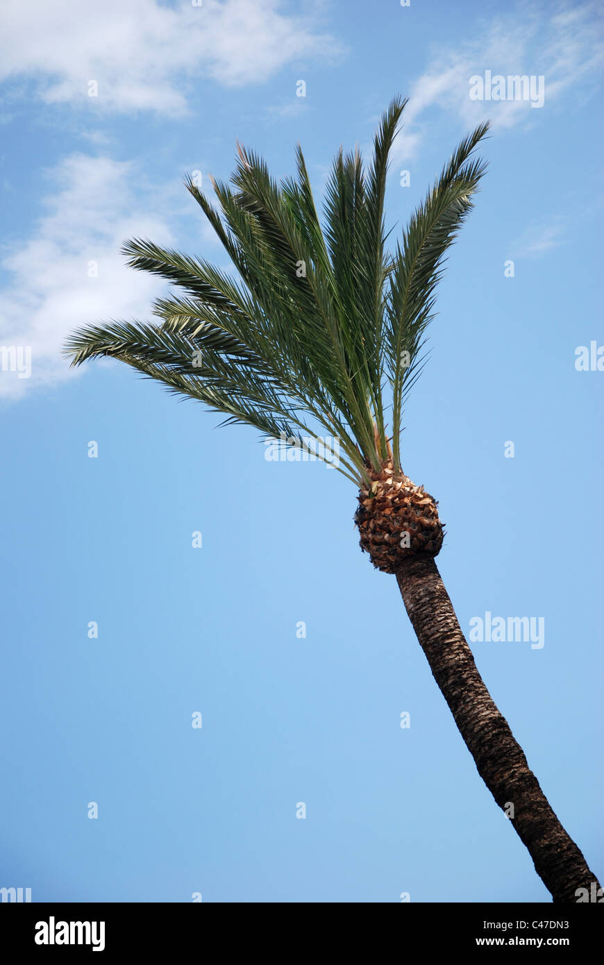 Palm Tree at Marbella Harbour Spain Europe Stock Photo - Alamy