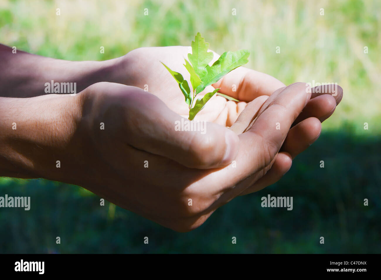 Small green tree oak in human hands Stock Photo - Alamy