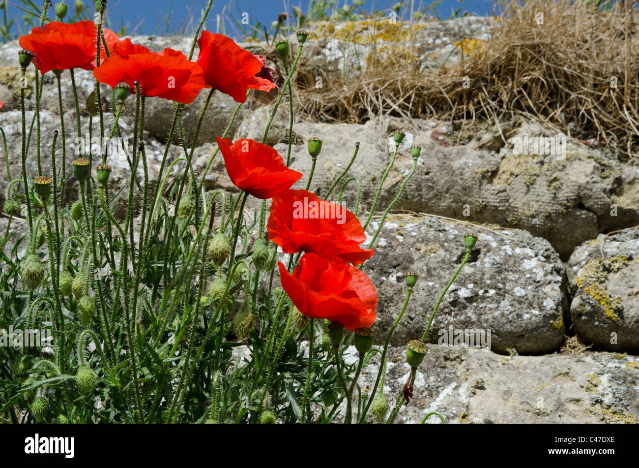 First world war poppy hi-res stock photography and images - Alamy