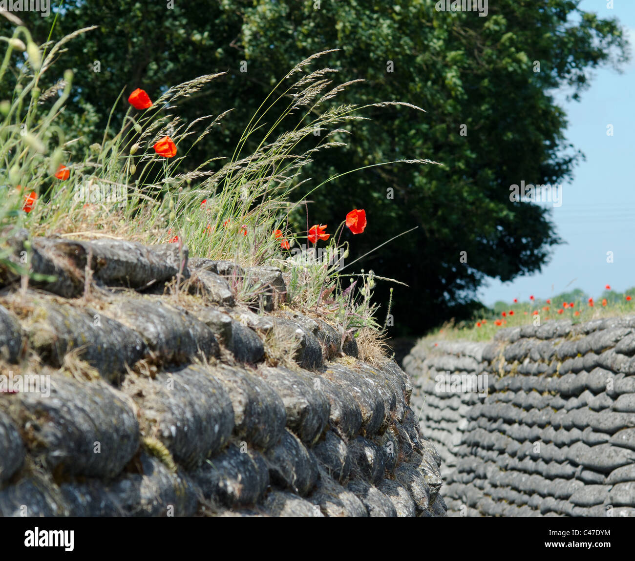 Poppies in First World War trench, Flanders, Belgium Stock Photo - Alamy