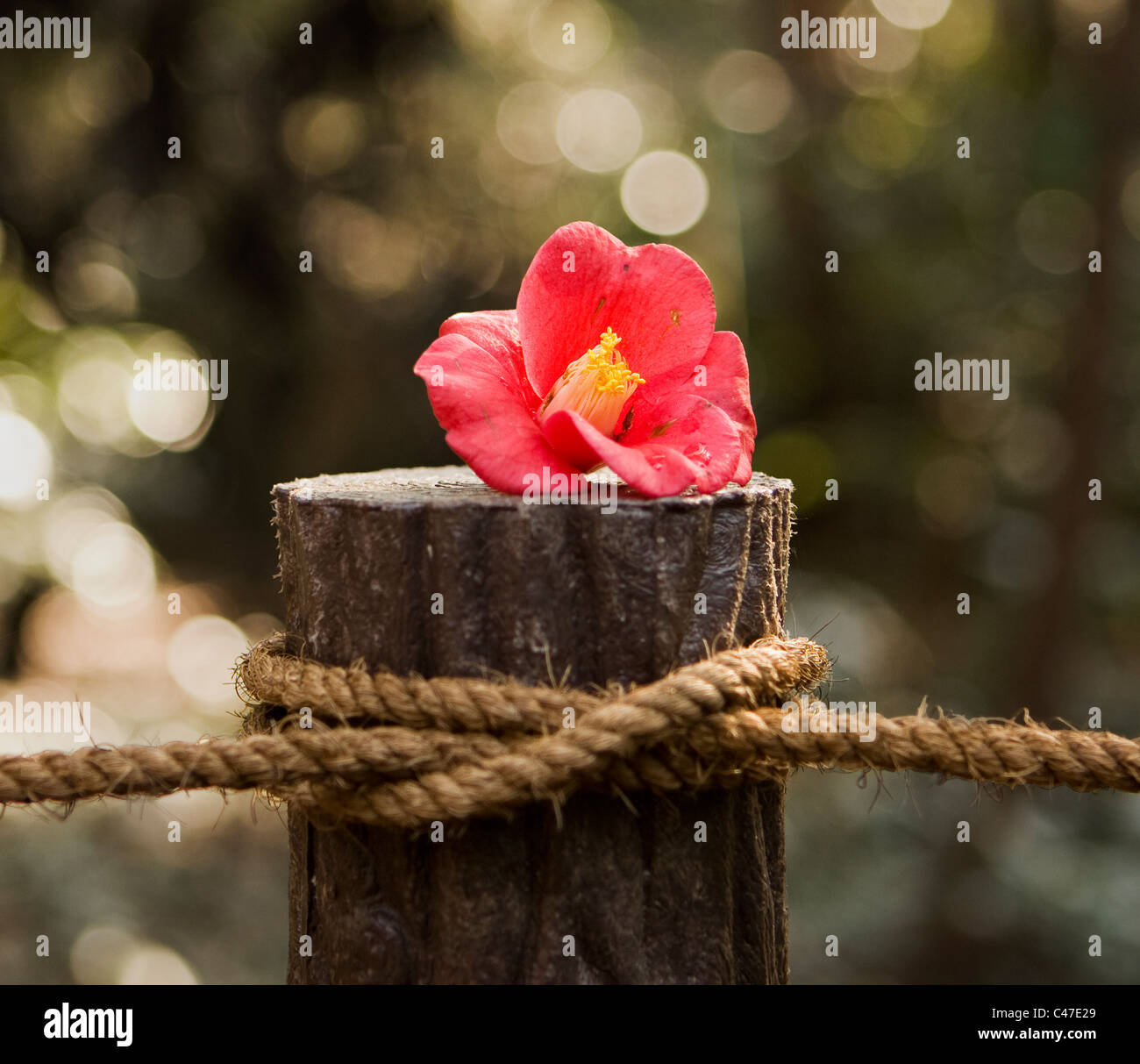 Floral rope hi-res stock photography and images - Alamy