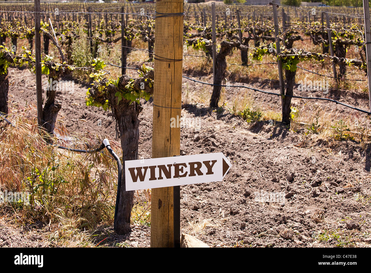 Winery Sign In Vineyard Stock Photo - Alamy