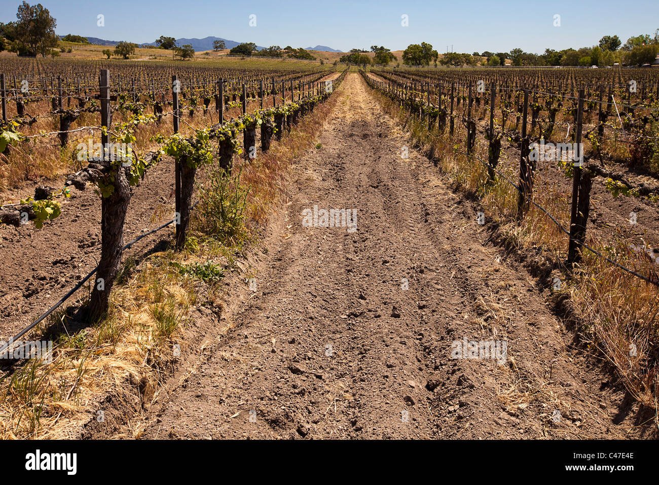 Looking Up A Vineyard Row Stock Photo - Alamy