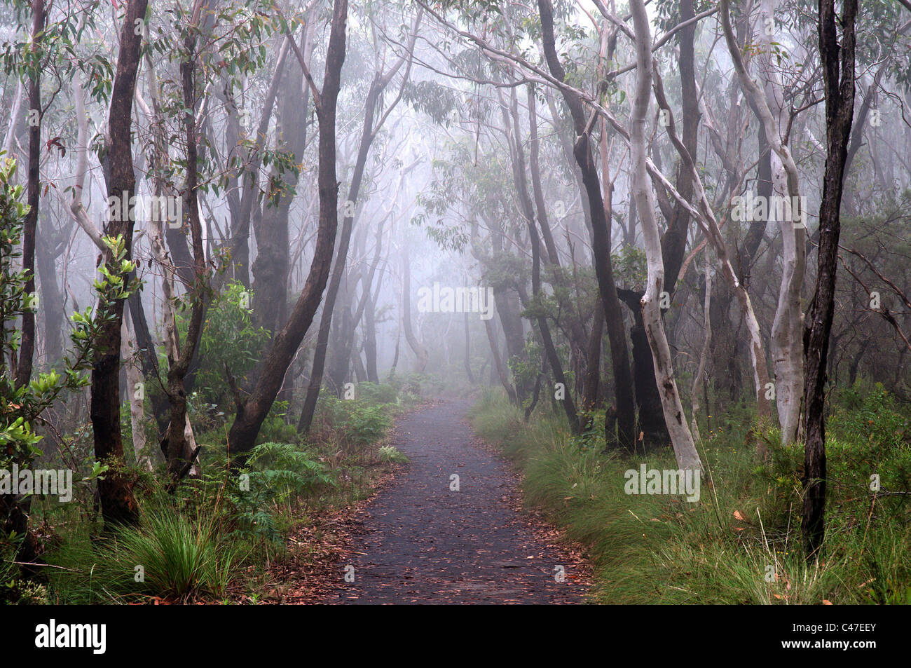 Path in eucalyptus forest hi-res stock photography and images - Alamy
