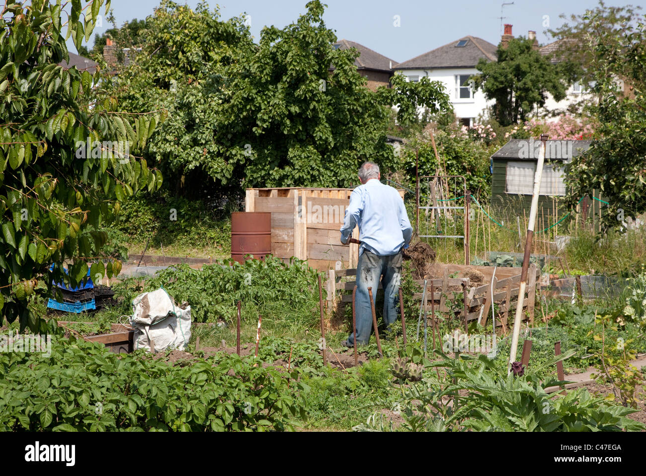 Working on an allotment in London Stock Photo - Alamy
