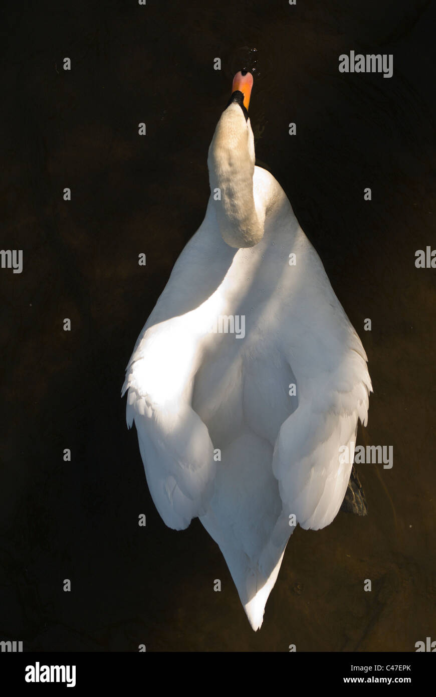 Bird from above silhouette hi-res stock photography and images - Alamy