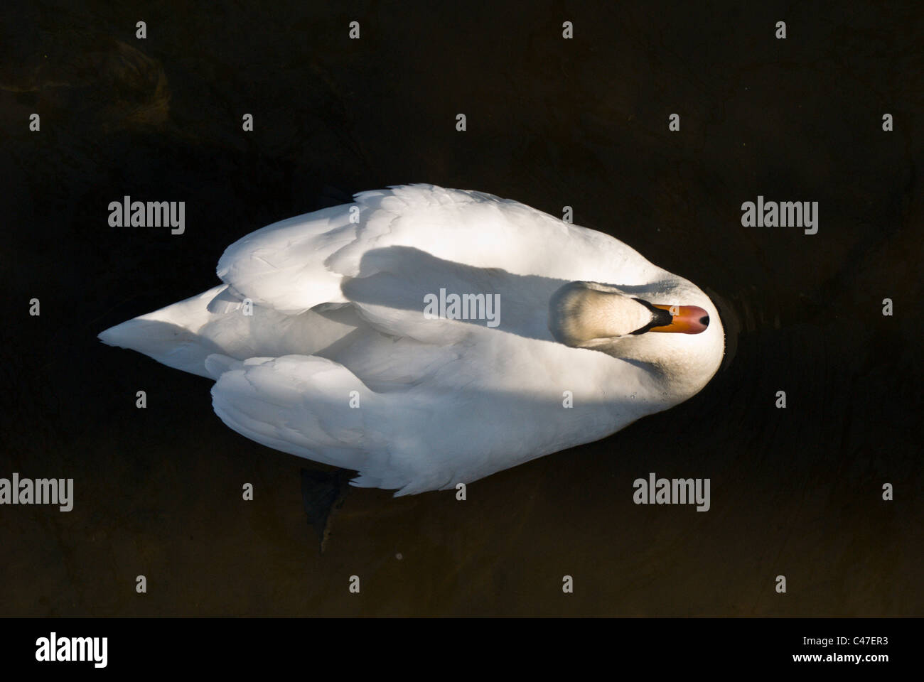 Mute swans from above Stock Photo - Alamy