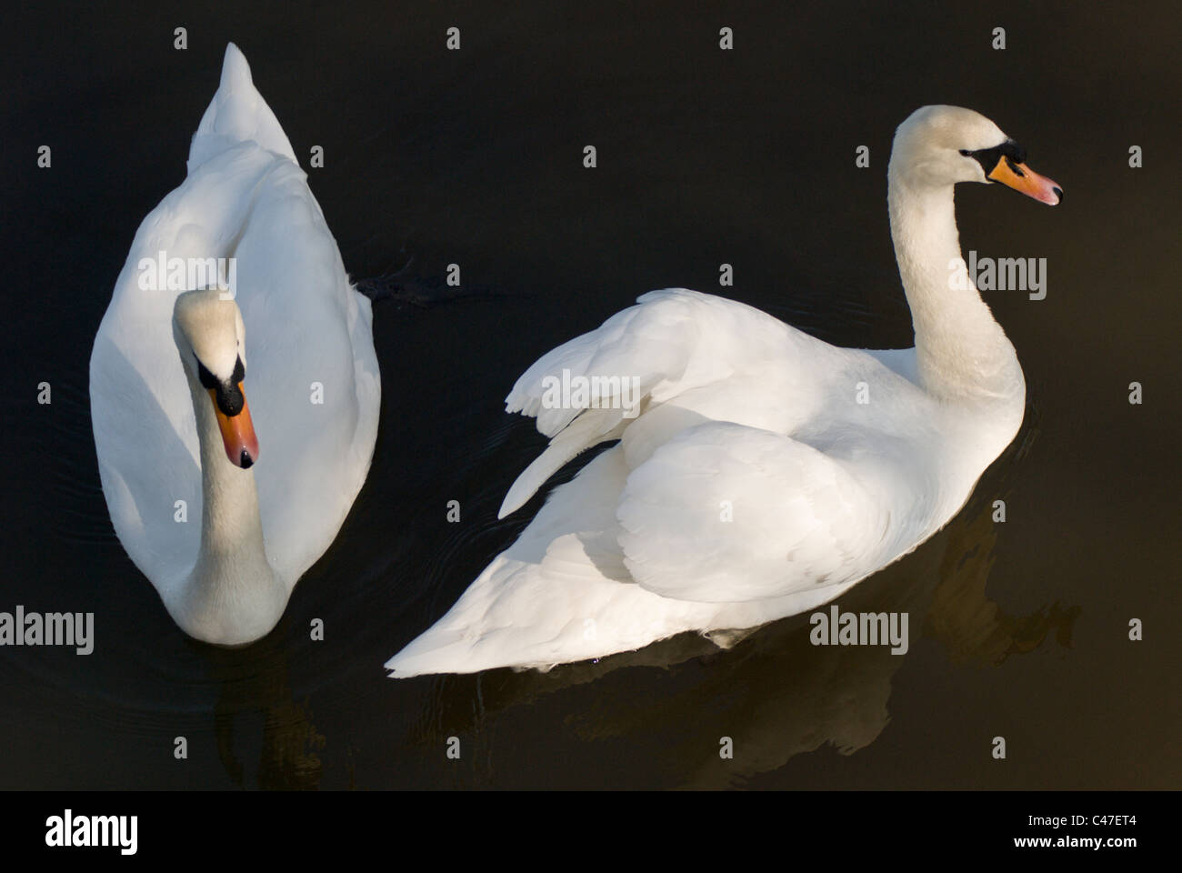 Bird from above silhouette hi-res stock photography and images - Alamy