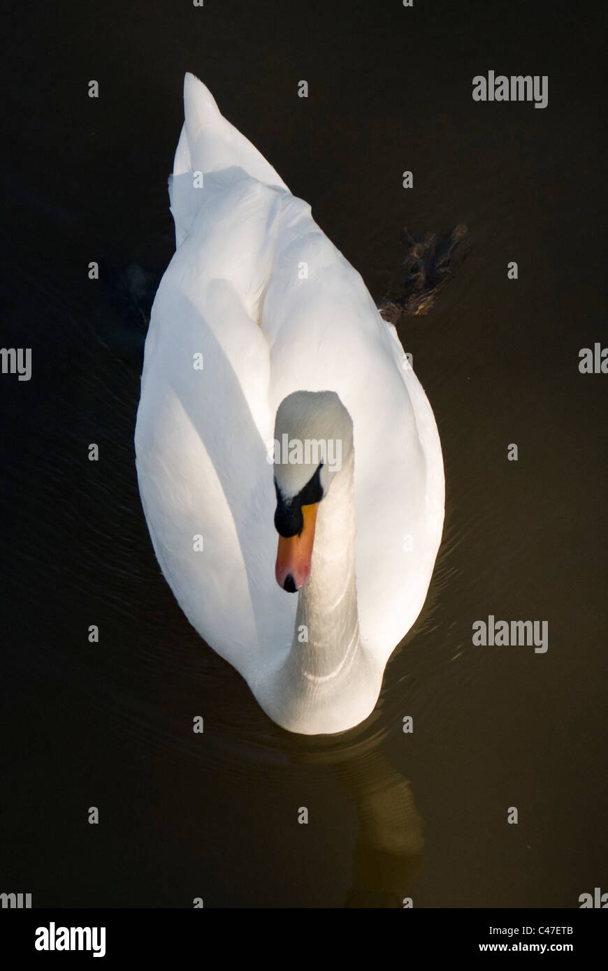 Mute swans from above Stock Photo - Alamy