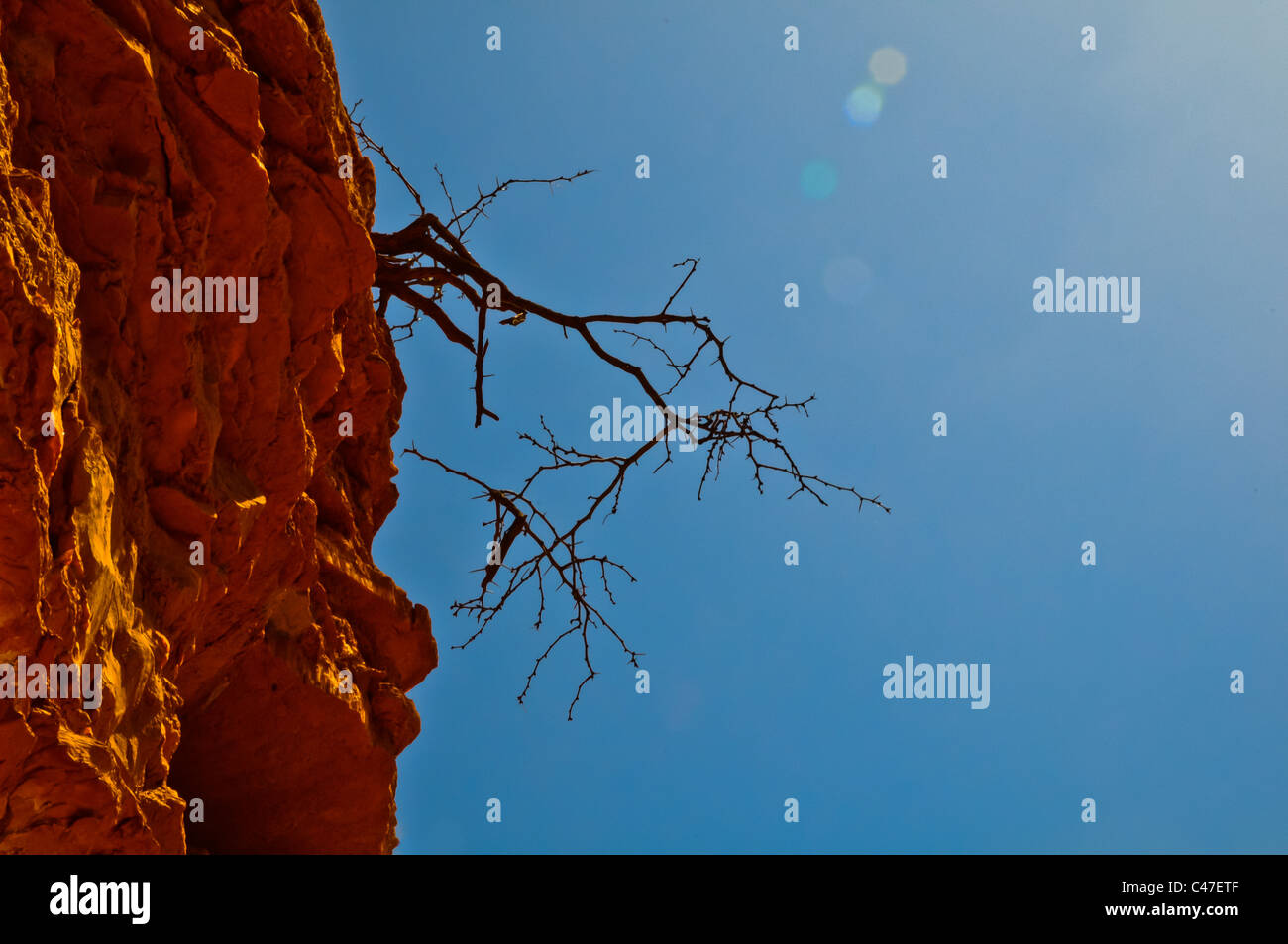 Leafless tree growing out of red rocks in desert canyon Stock Photo - Alamy
