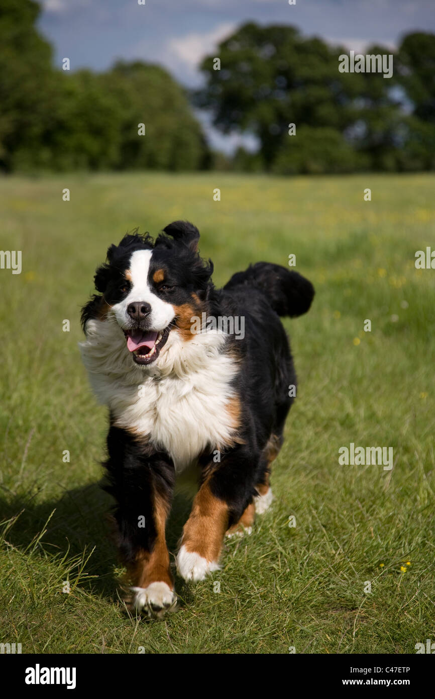 Dash dog hi-res stock photography and images - Alamy