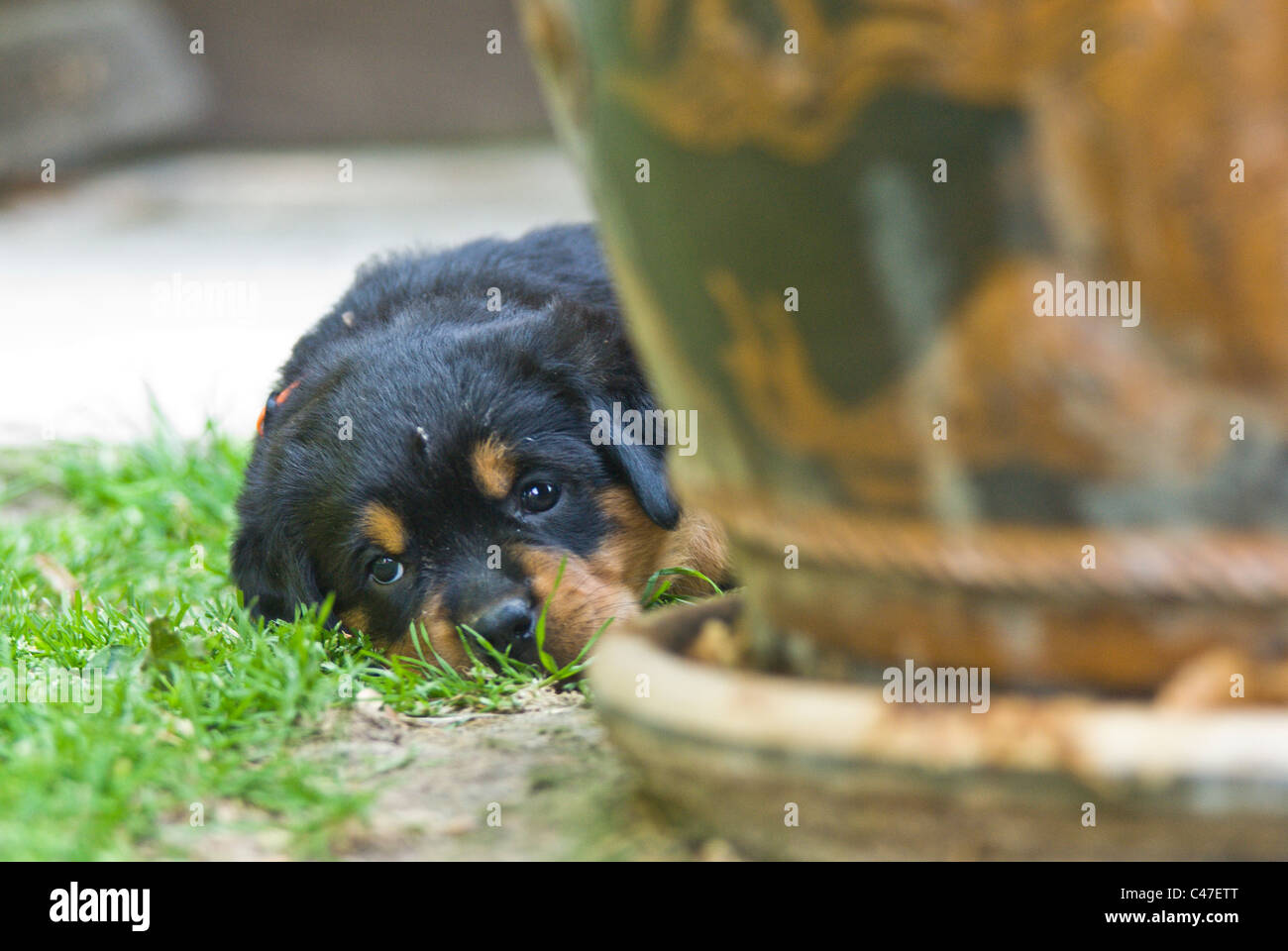 Playing rottweiler hi-res stock photography and images - Alamy