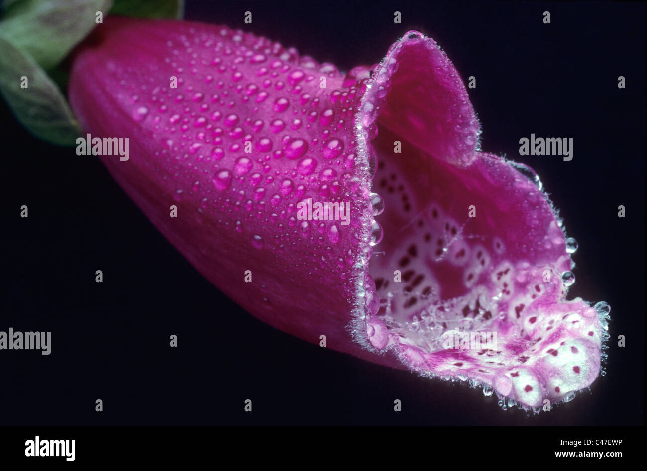 Foxglove backdrop hi-res stock photography and images - Alamy
