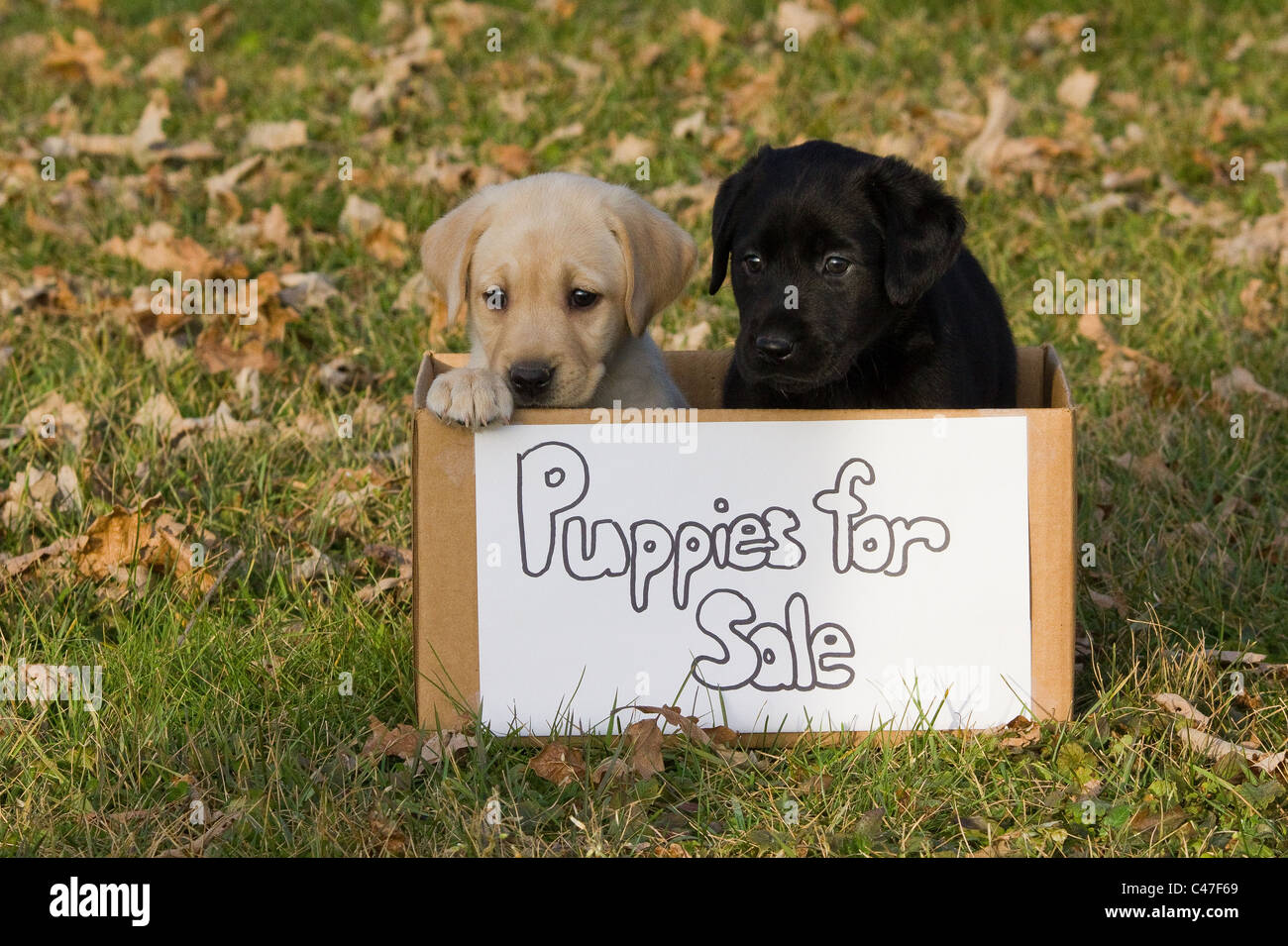 American Yellow Labrador High Resolution Stock Photography and Images ...
