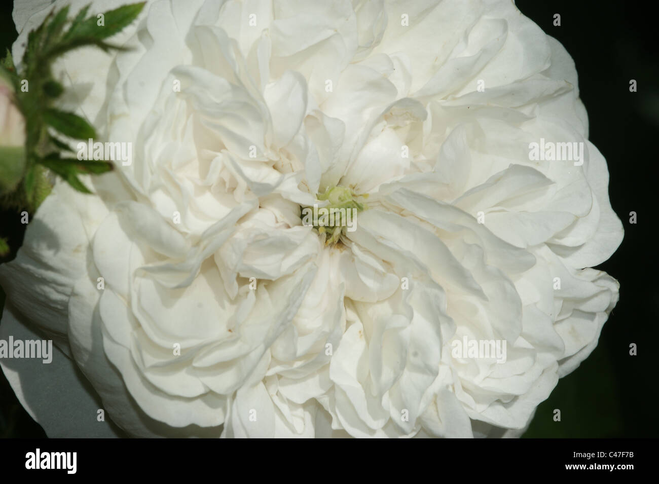 Madame hardy rose hi-res stock photography and images - Alamy