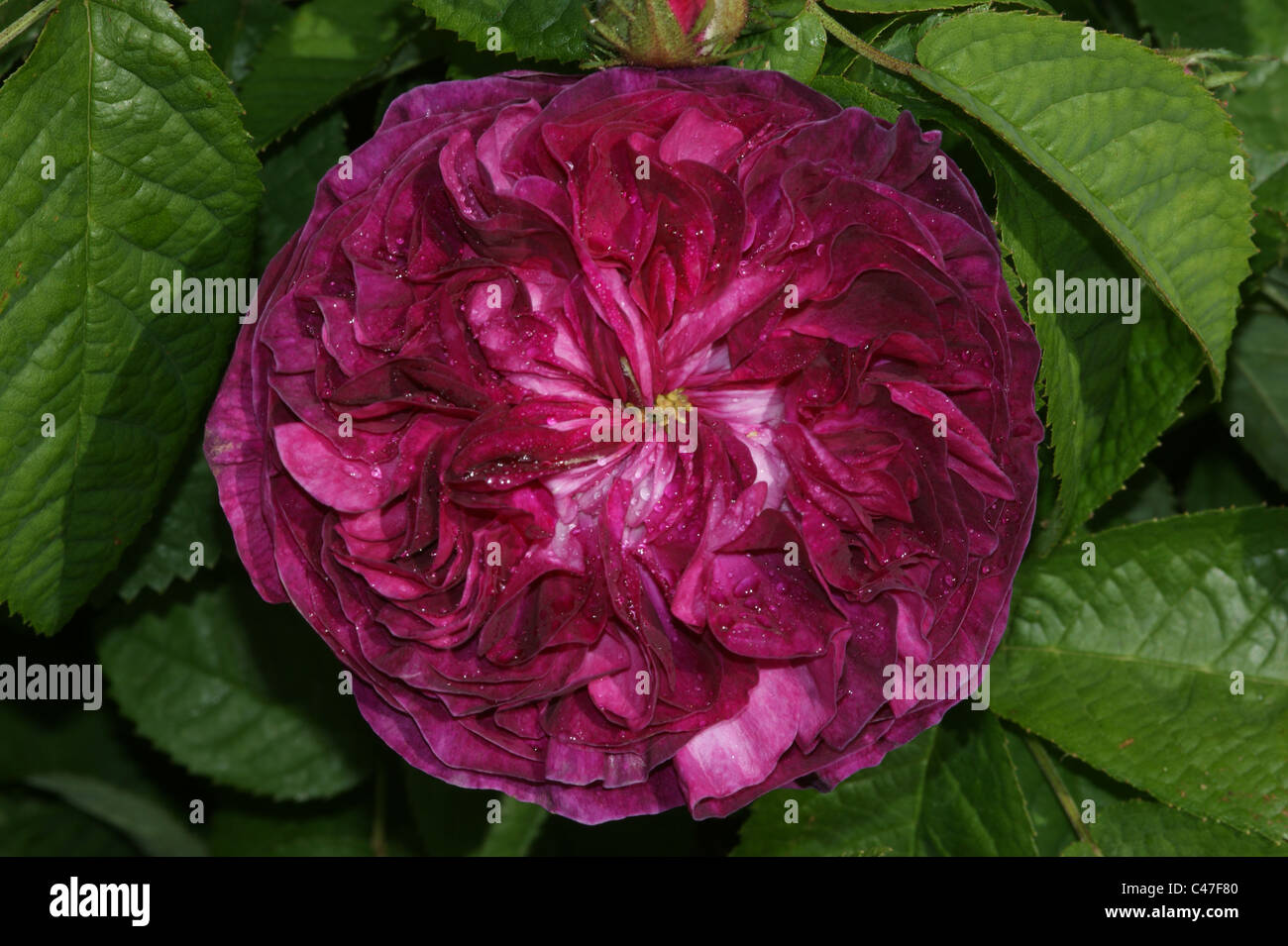 Rose 'Charles de Mills' Stock Photo - Alamy