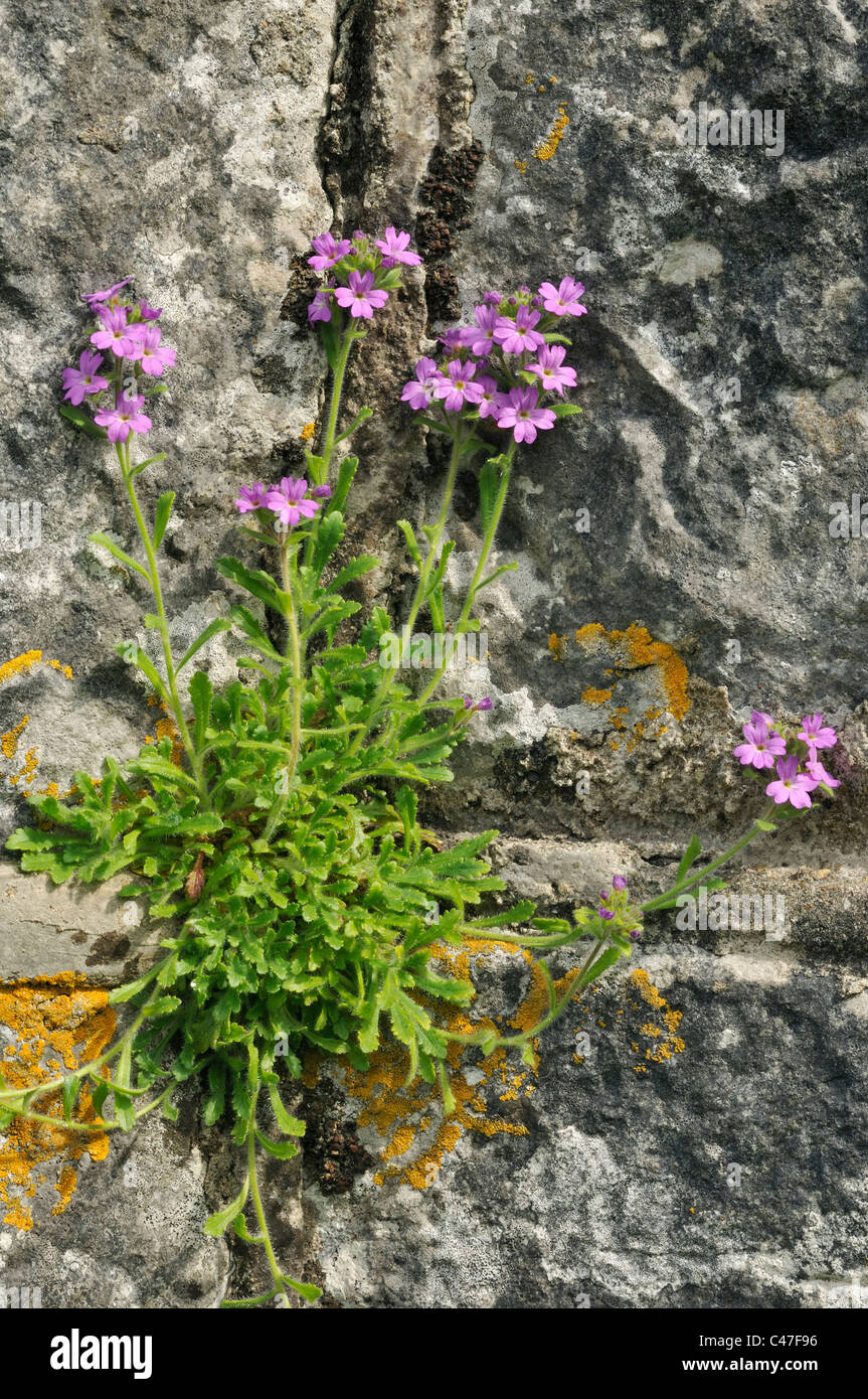 Fairy Foxglove - Erinus alpinus Growing naturalised on The Burren Stock ...