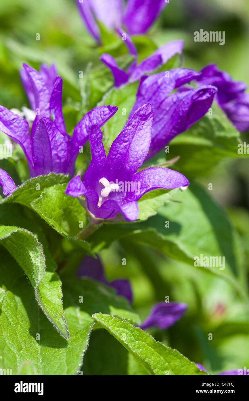 Clustered Bellflower Campanula glomerata Stock Photo - Alamy