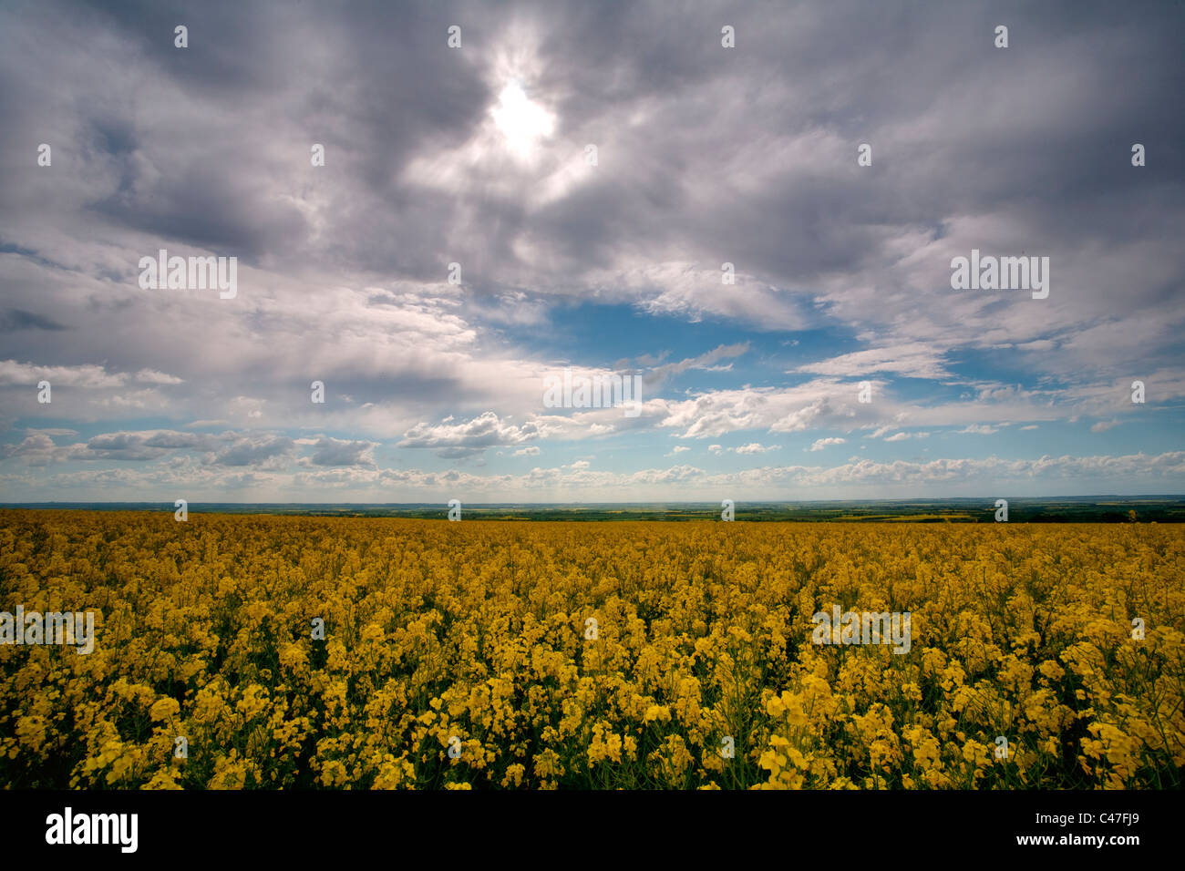 Rapeseed field in Spring Lincolnshire Stock Photo - Alamy