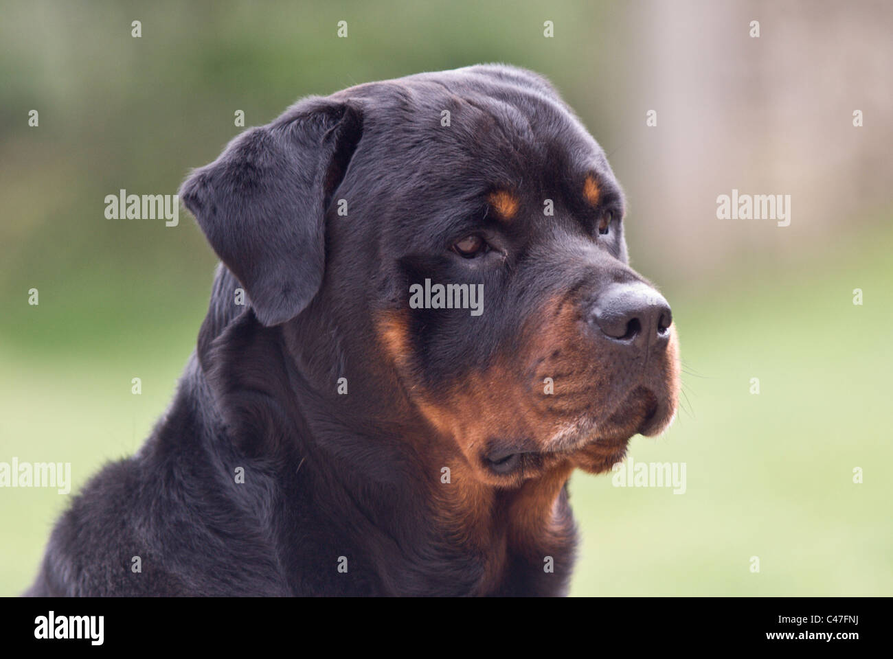 Male Rottweiler head Stock Photo - Alamy