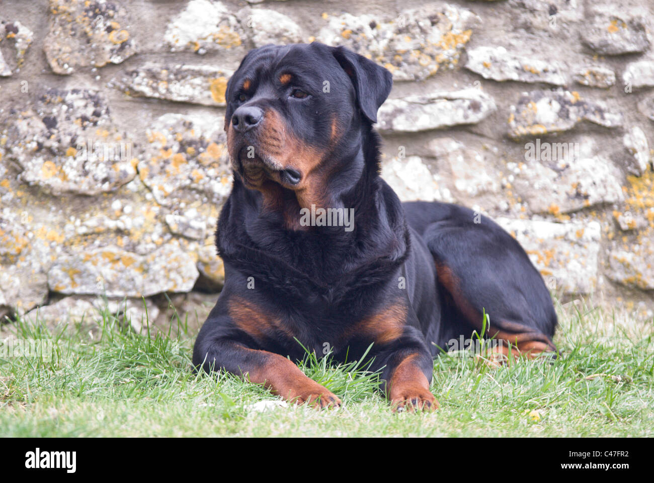 Rottweiler guard dog garden hi-res stock photography and images - Alamy