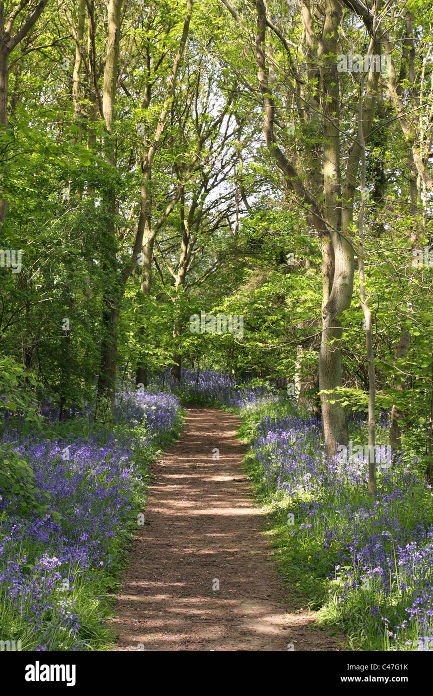 Trees And Blue Bells High Resolution Stock Photography and Images - Alamy