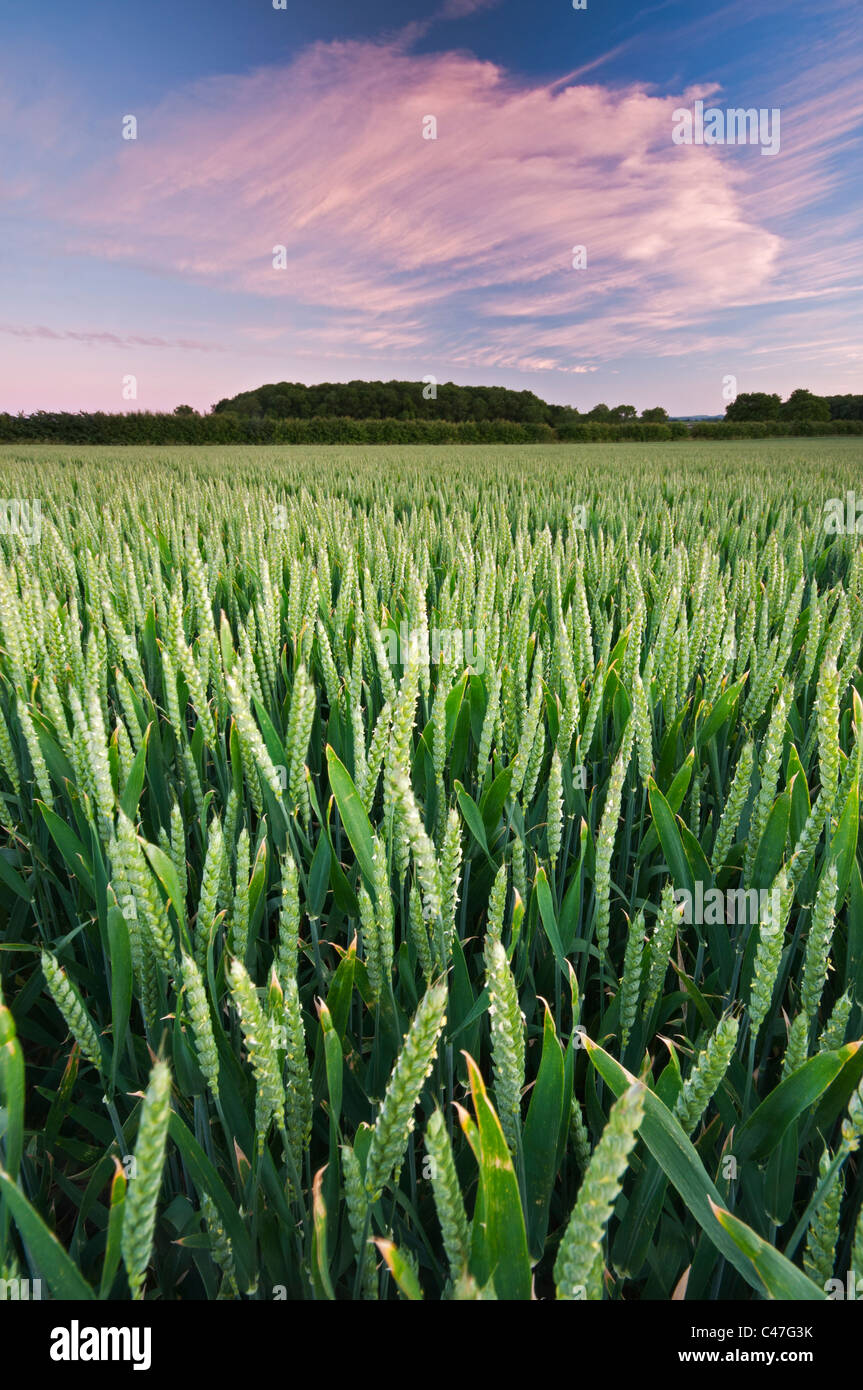 Wheat crop growing in a field near Wysall, Nottinghamshire, June 2011 ...